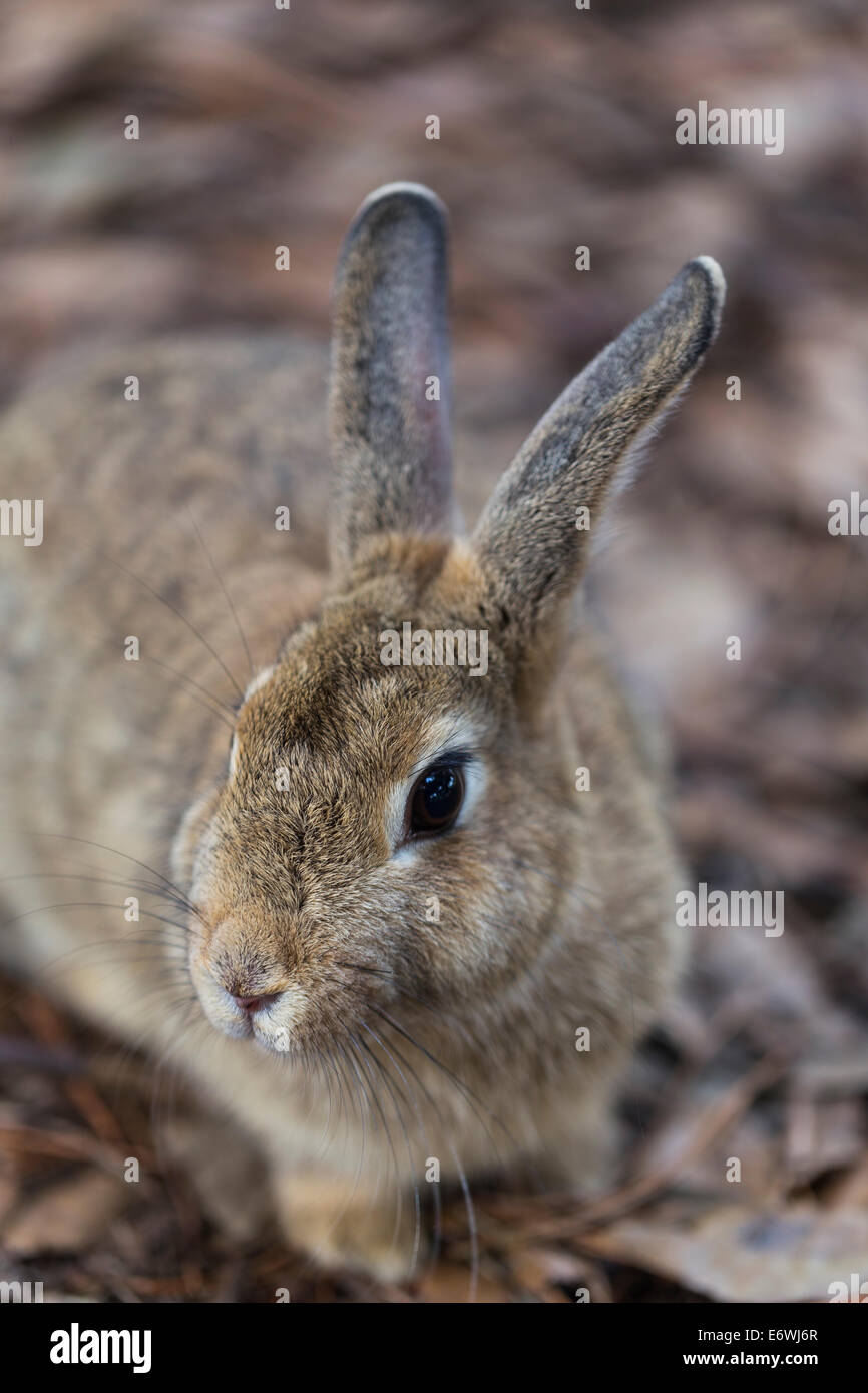 A closeup portrait of a gray shy rabbit Stock Photo - Alamy