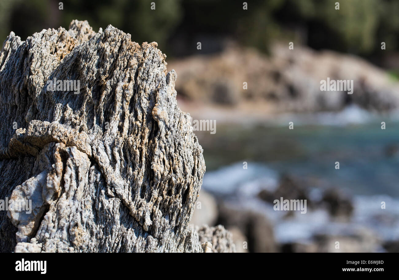 A picture of the texture of a reef with the shore in background Stock ...