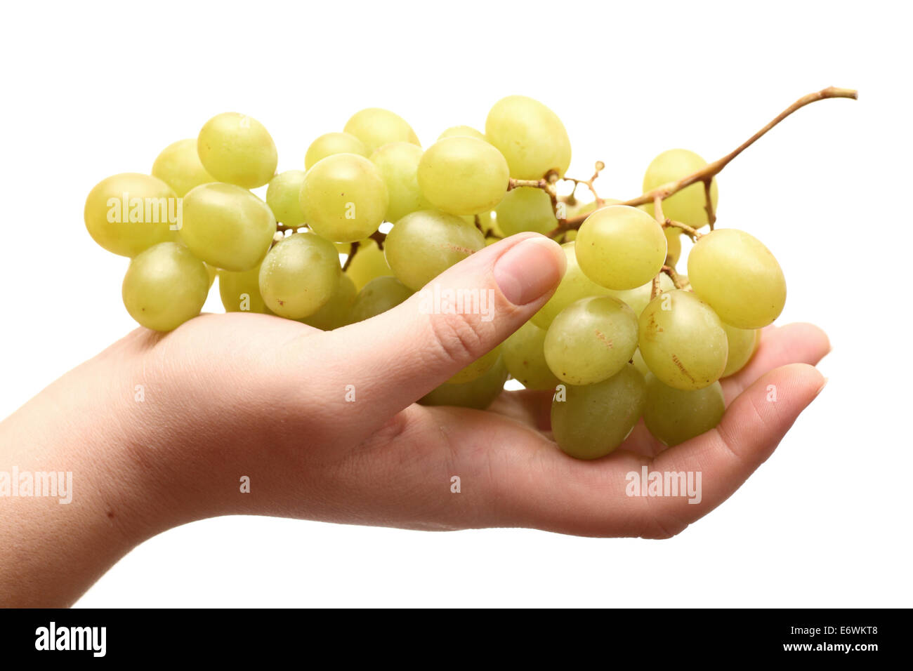 Bunch of organic grapes in hand on white background. Close-up Stock ...