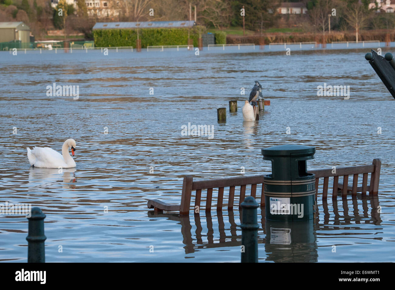 Severe flooding in Henley after heavy rainfall caused the River Thames ...