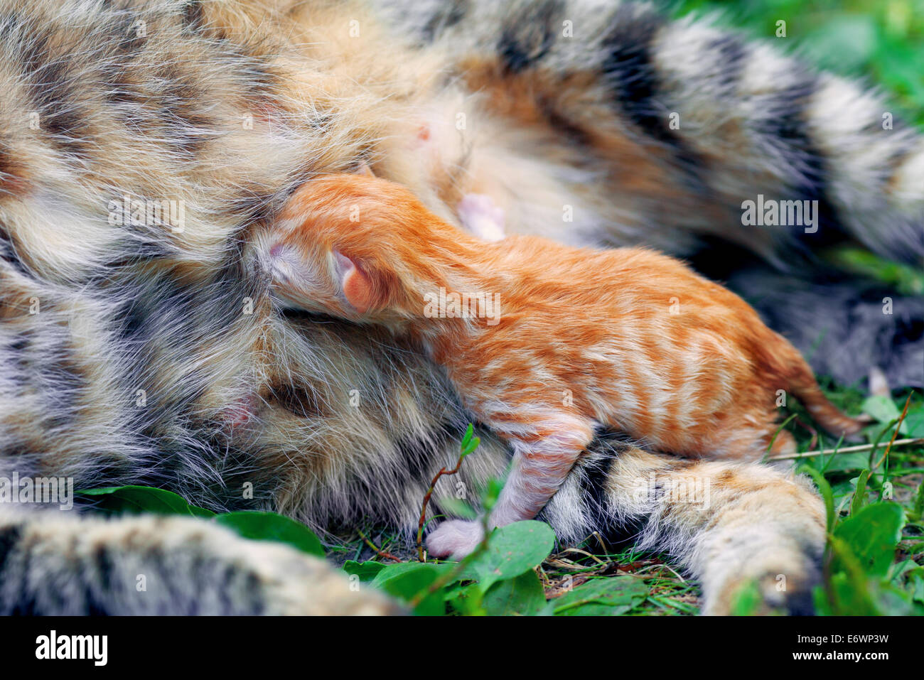 Mom and baby cat hi-res stock photography and images - Alamy