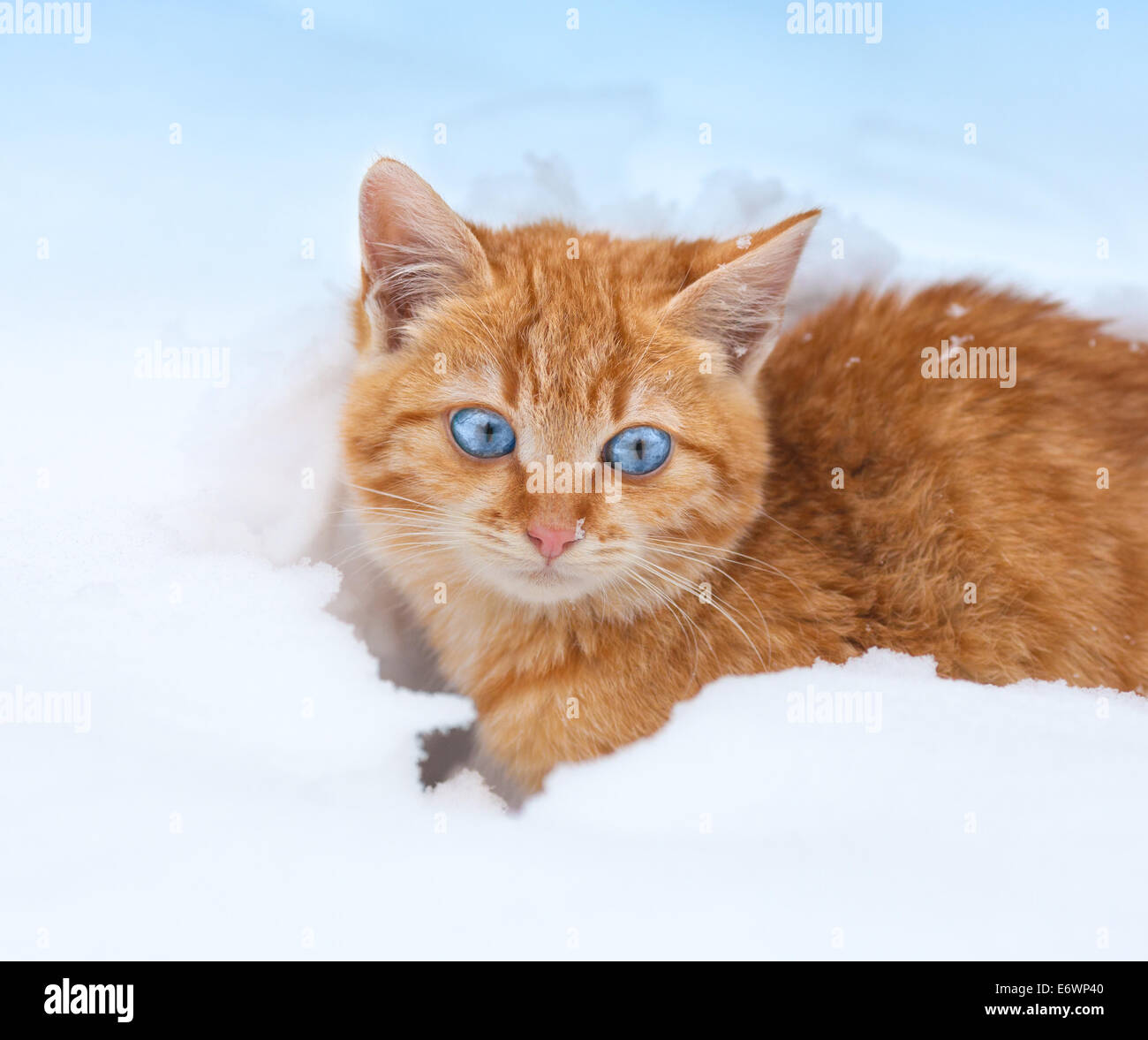 Cute red kitten in snow Stock Photo - Alamy