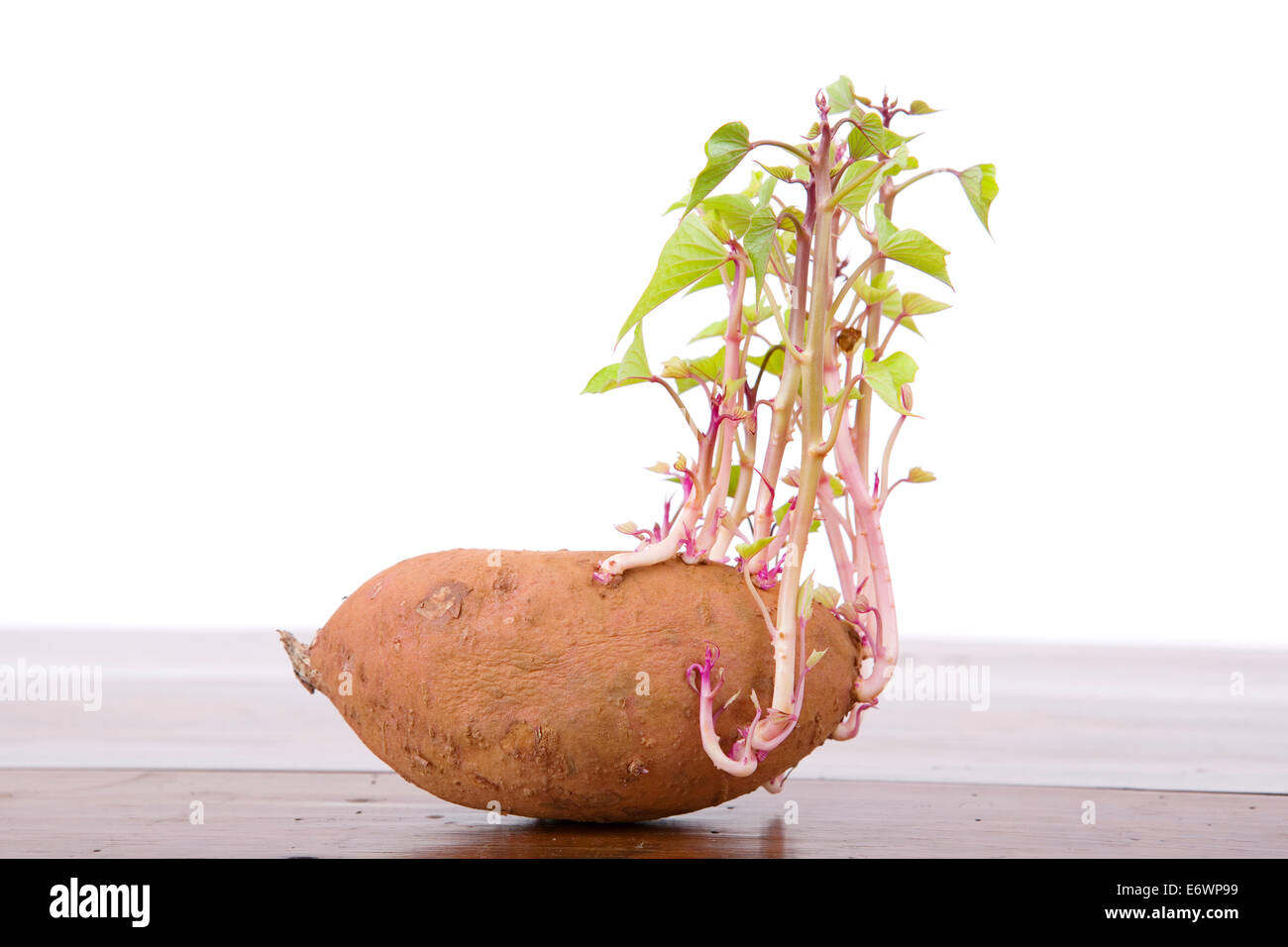 Potato sprouting at the kitchen table Stock Photo - Alamy
