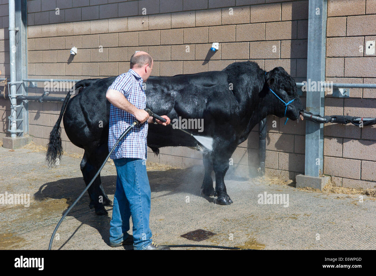 Washing a bull Stock Photo - Alamy