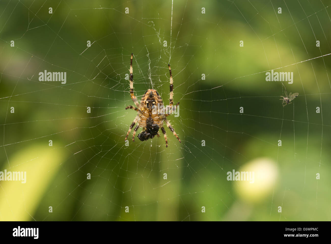 Common garden spider on web with caught fly on web trapped in the ...