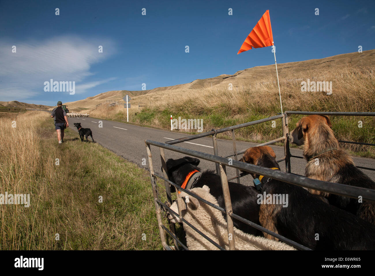 Farmer sheep new zealand hi-res stock photography and images - Alamy