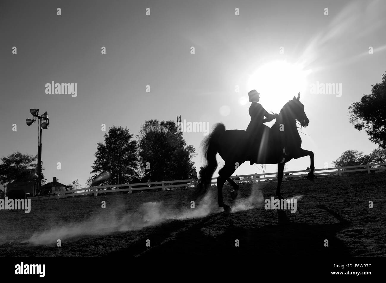 Silhouette of an elegantly dressed rider trotting her saddlebred horse ...