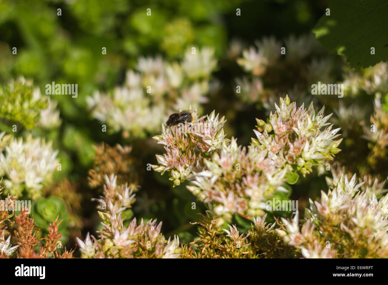 Nectar seeking insect hi-res stock photography and images - Alamy