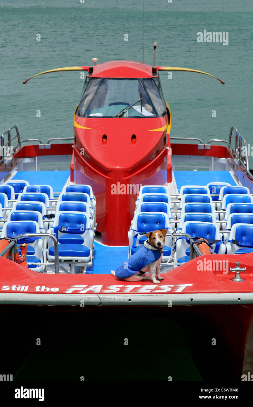 High speed catamaran, Mackattack, and dog, Paihia, Bay of Islands ...