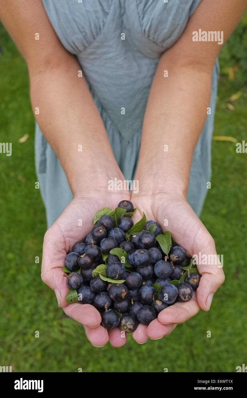 Freshly picked Sloes Stock Photo - Alamy