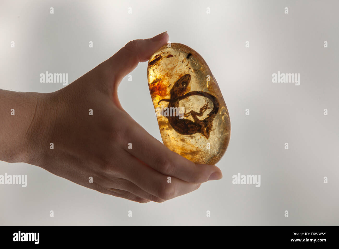 Kauri museum matakohe new zealand maori hi-res stock photography and ...