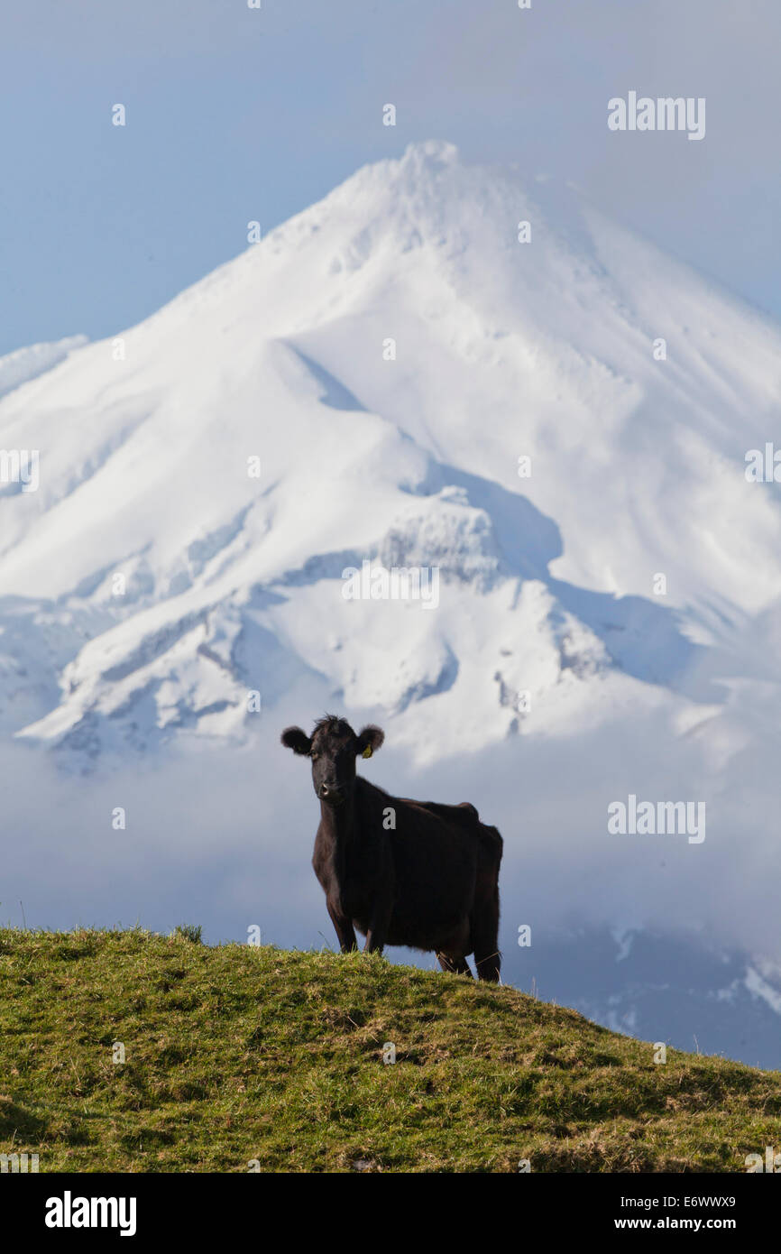 Dairy cow grazing on a meadow in front of the Mt Egmont volcano, Mount ...