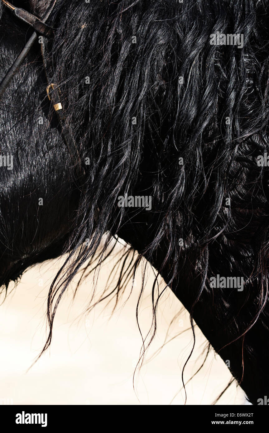 Flowing horse hair hi-res stock photography and images - Alamy