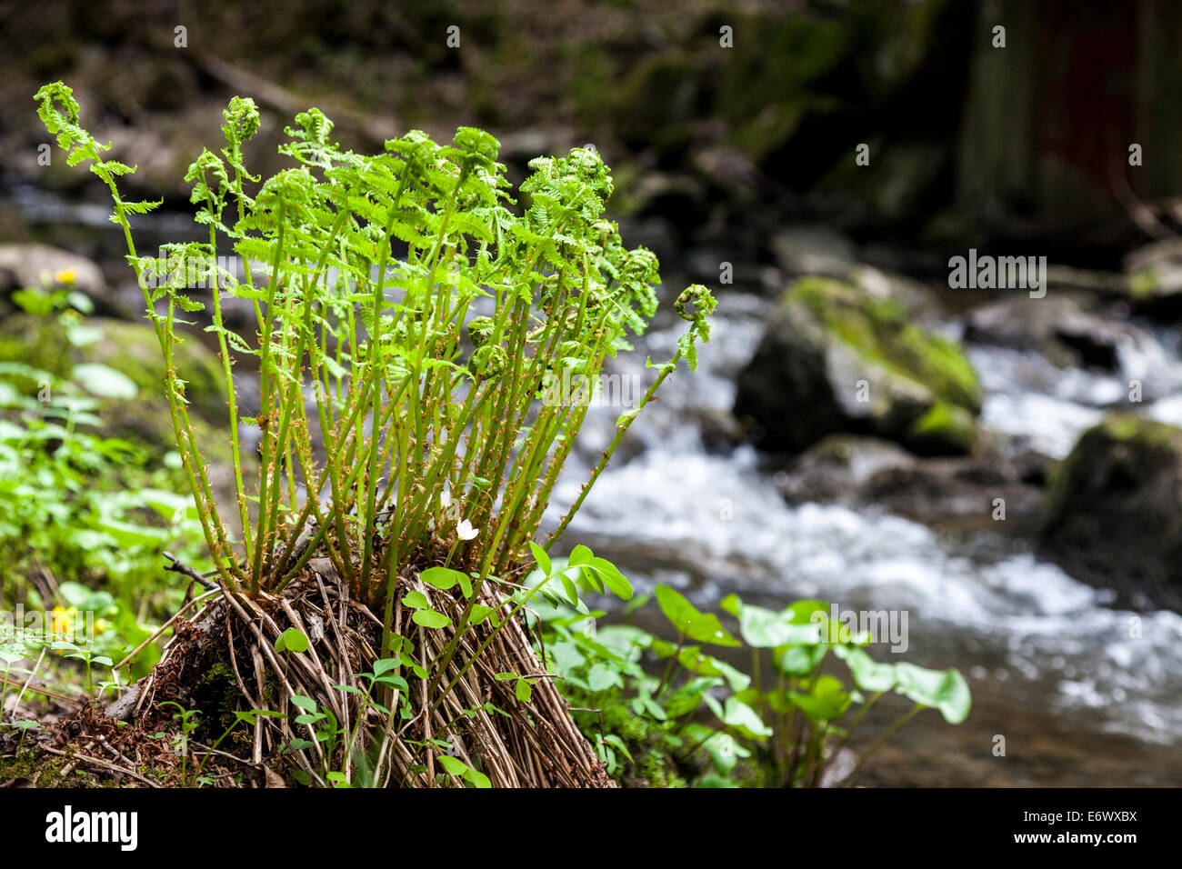 Fern and river in a forest in Oslo Norway Stock Photo - Alamy