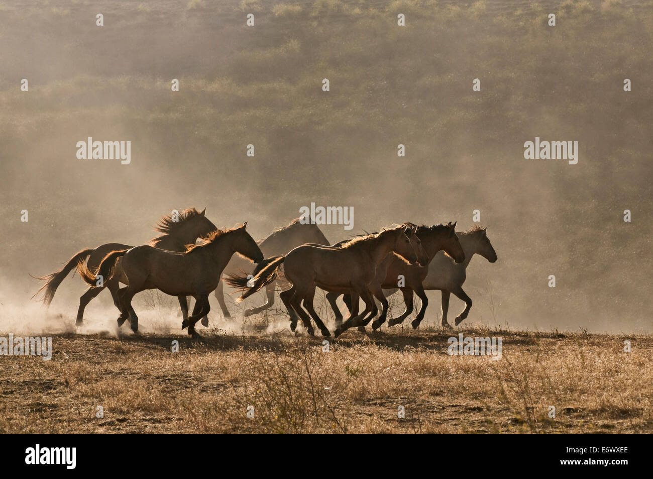 Mustangs running hi-res stock photography and images - Alamy