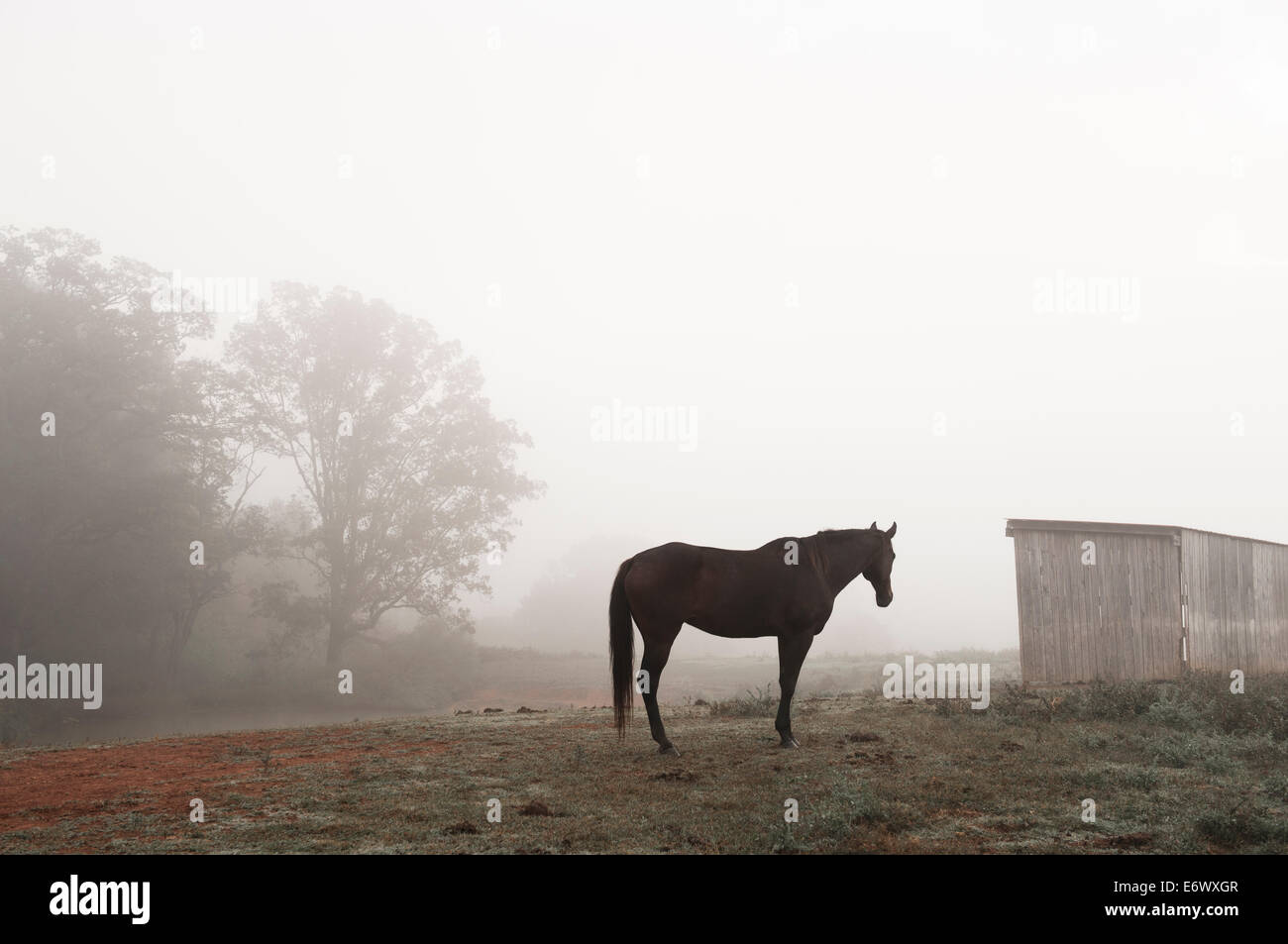 American thoroughbred standing in a field at dawn Stock Photo - Alamy