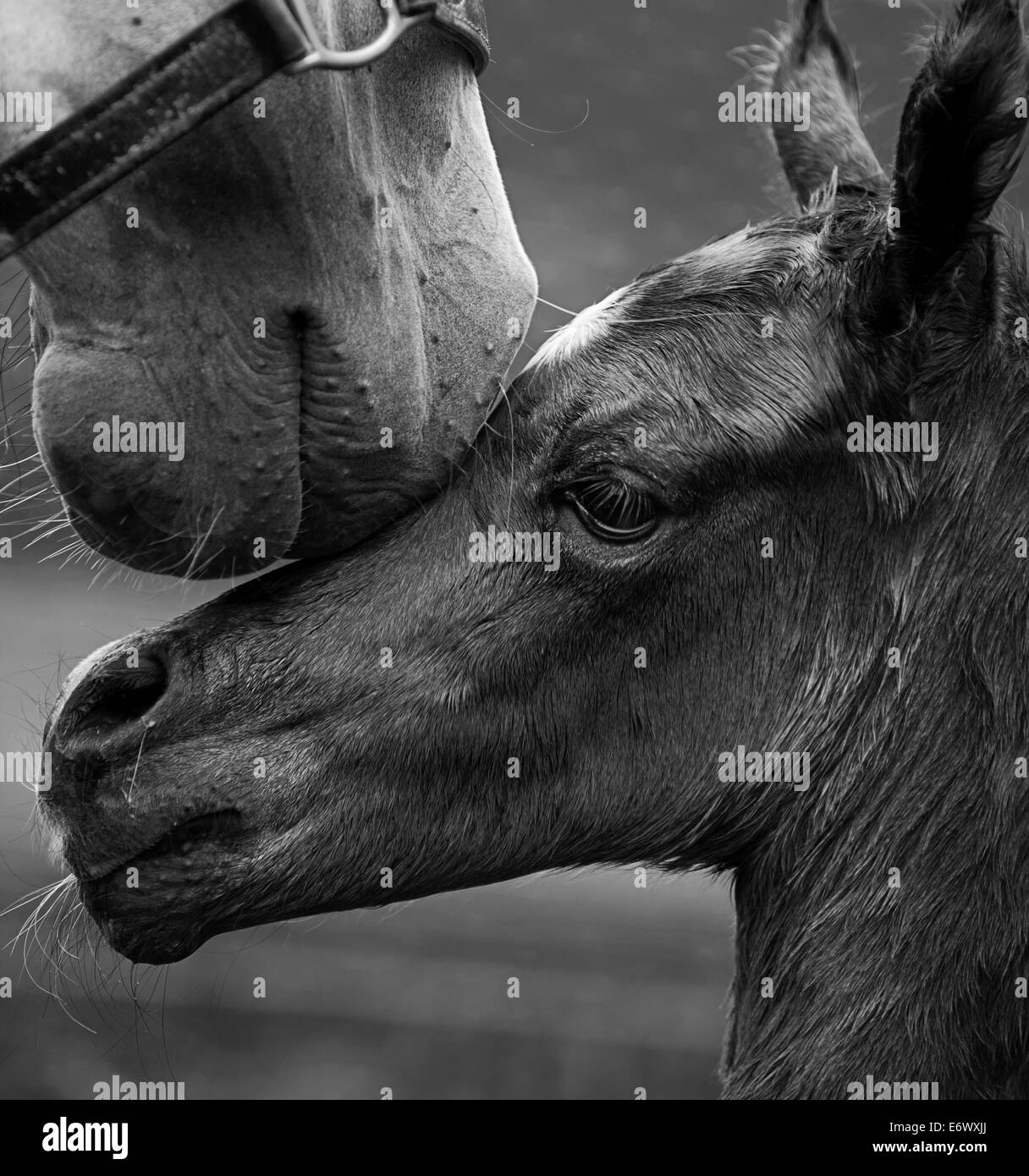 Newborn Arabian foal is nuzzled by its mother Stock Photo - Alamy