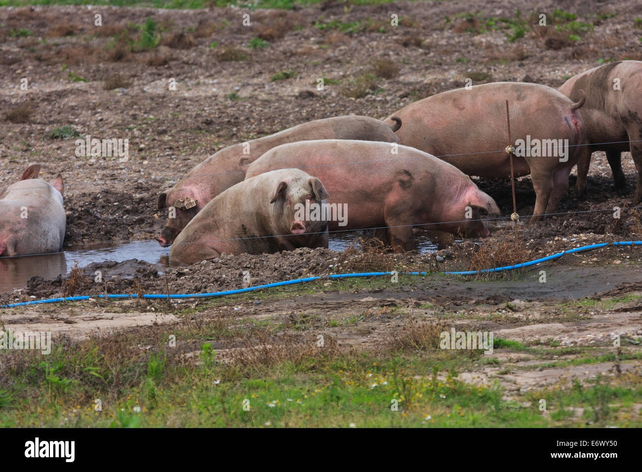 Pigs wallowing on a pig farm Stock Photo - Alamy