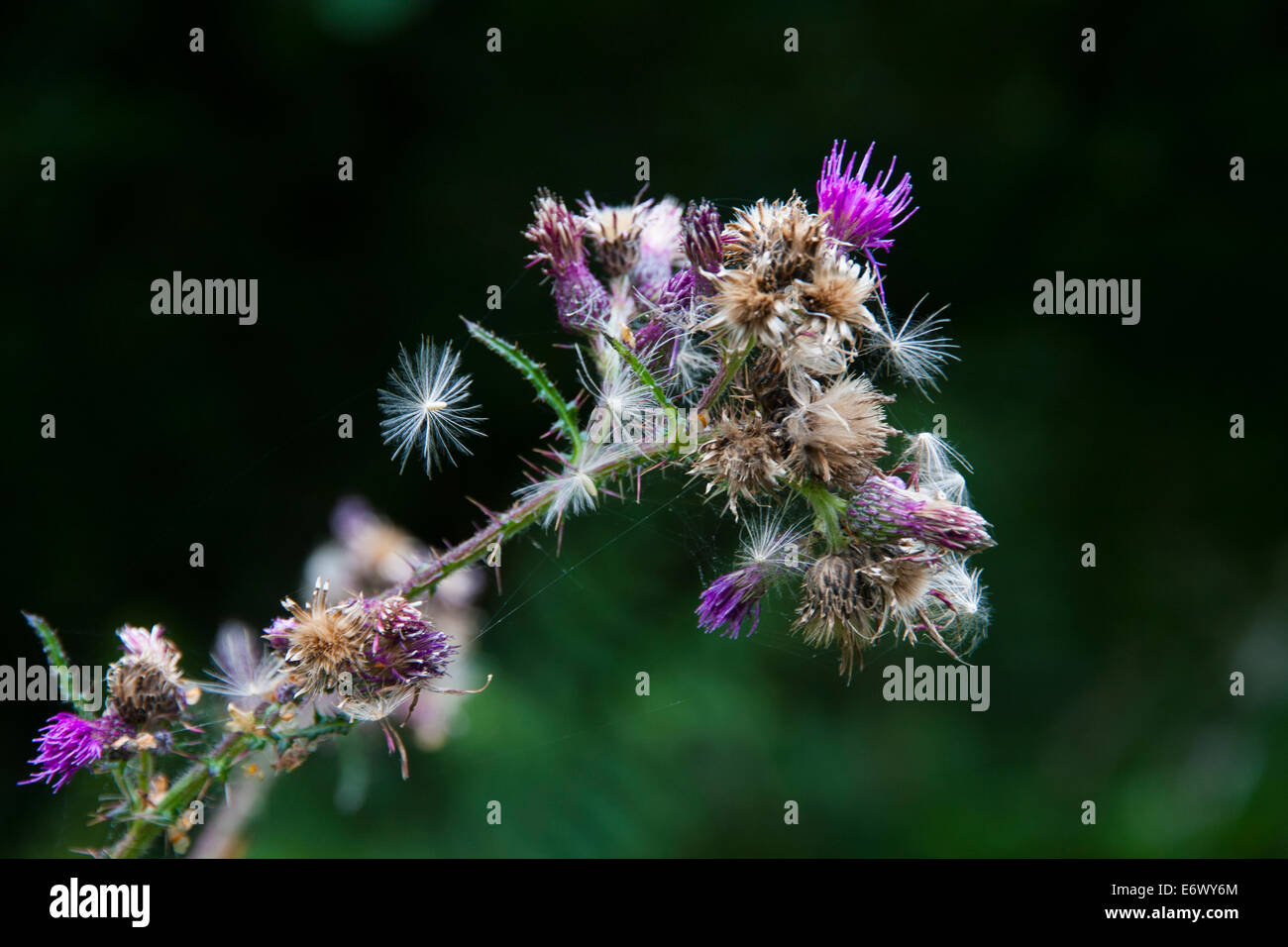 Marsh Thistle Cirsium palustre with seed flying free Stock Photo - Alamy