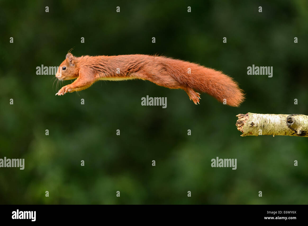 Rodents jumping hi-res stock photography and images - Alamy