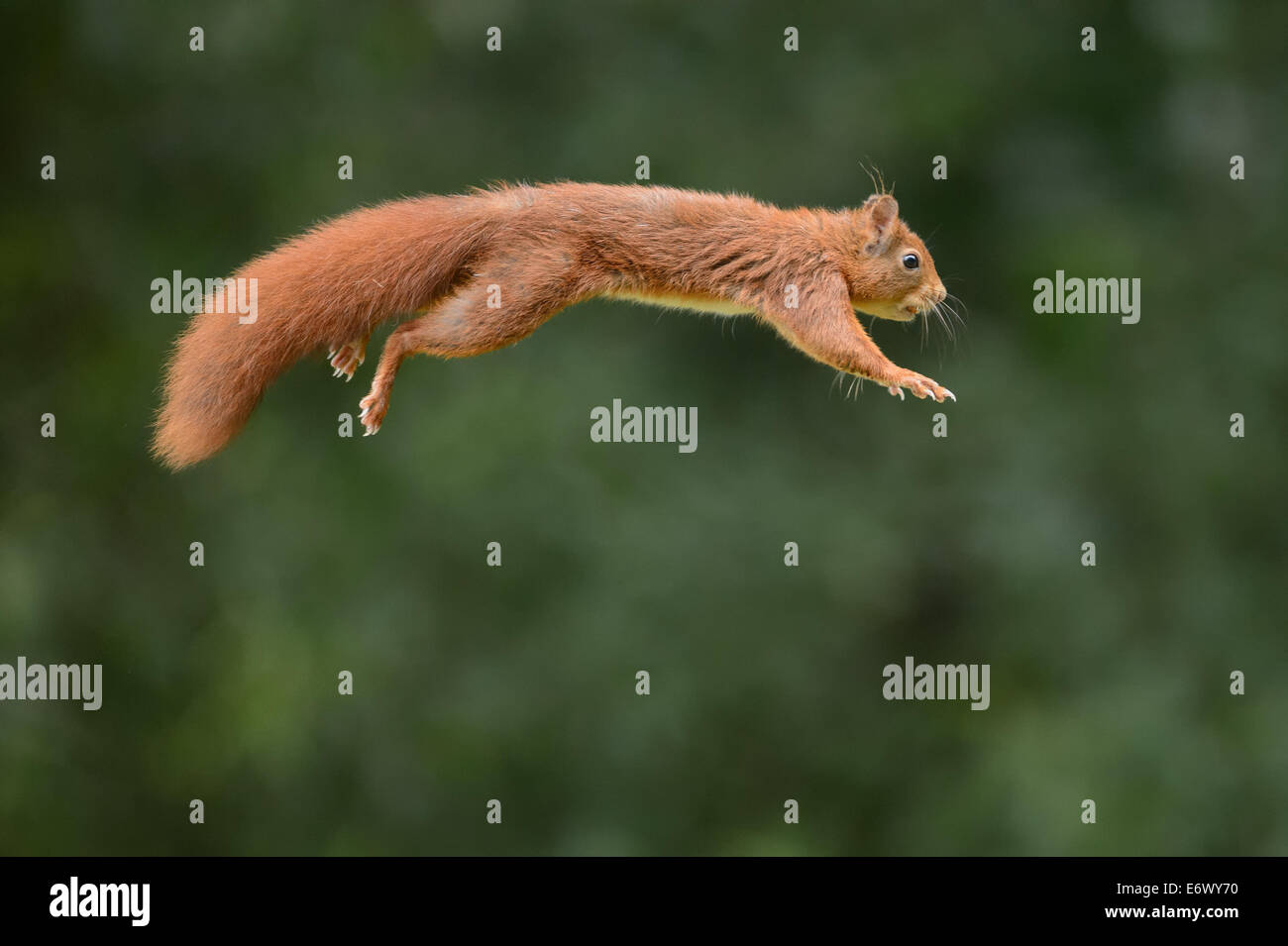 Flying squirrel flying hi-res stock photography and images - Alamy