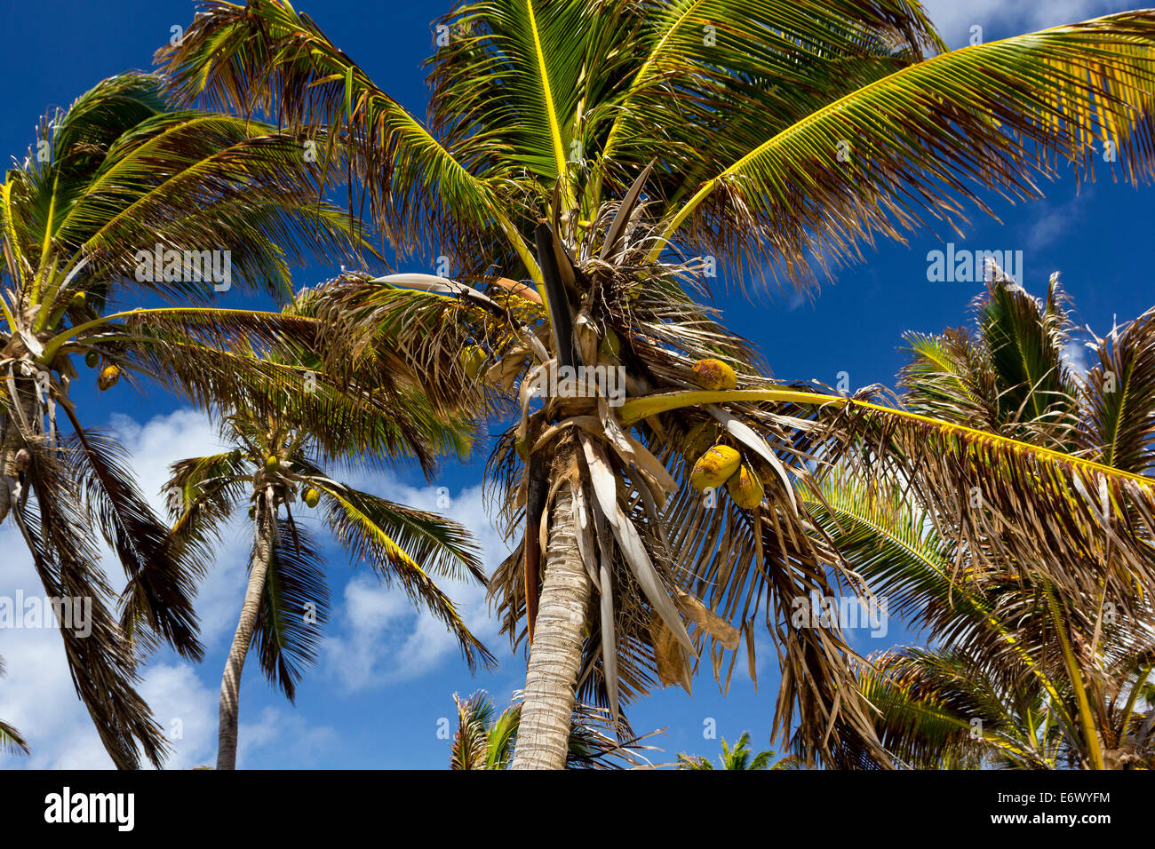 Palm Tree Crown With Coconuts Against a Vivid, Blue Caribbean Sky. Palm ...