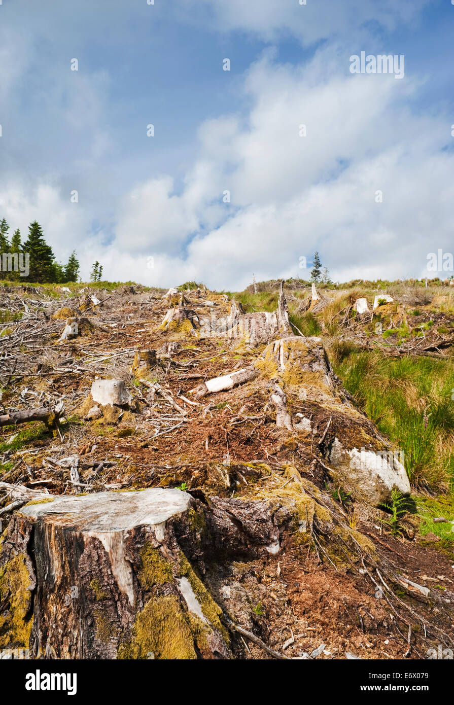 Conifer plantation hi-res stock photography and images - Alamy