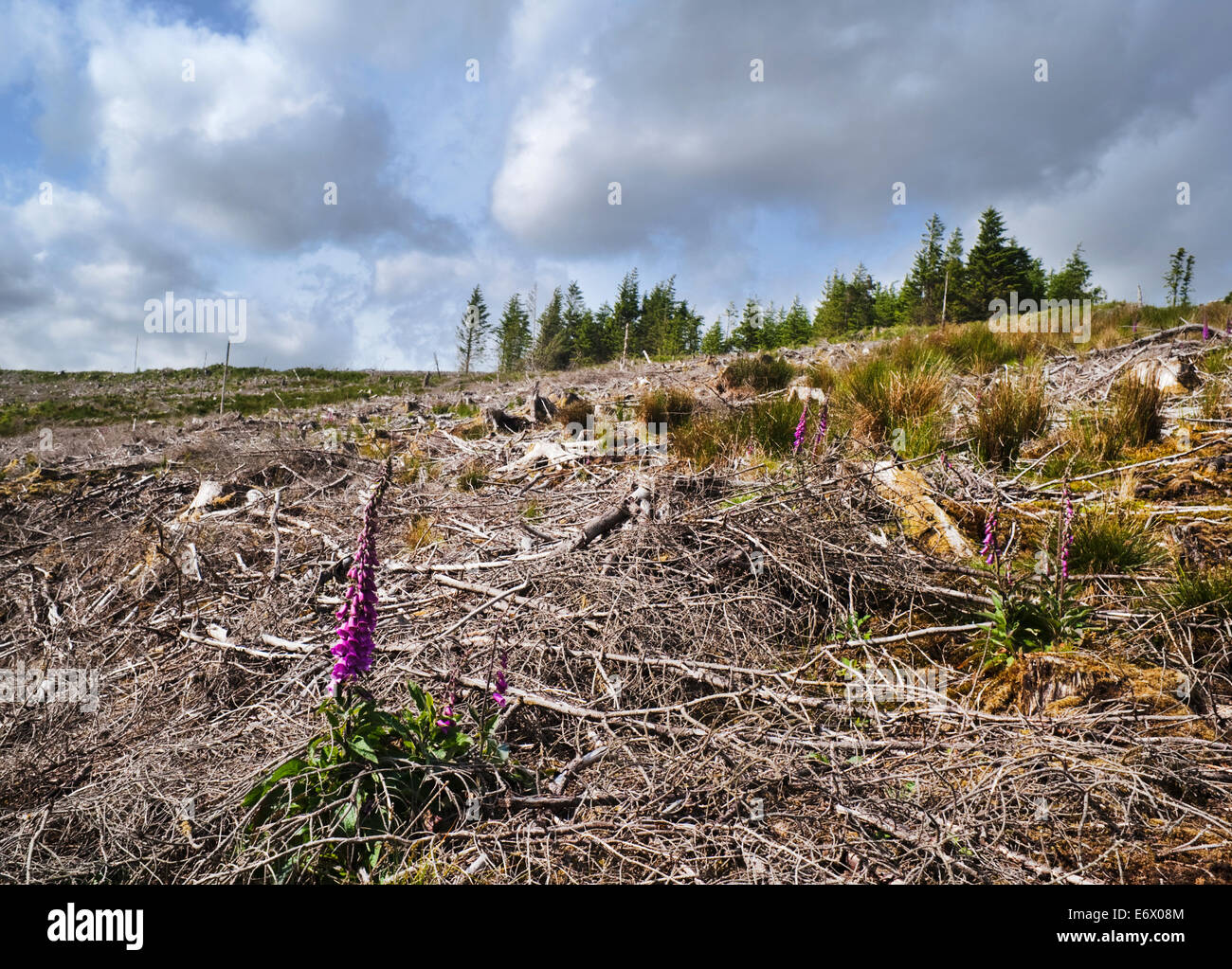 Conifer plantation hi-res stock photography and images - Alamy
