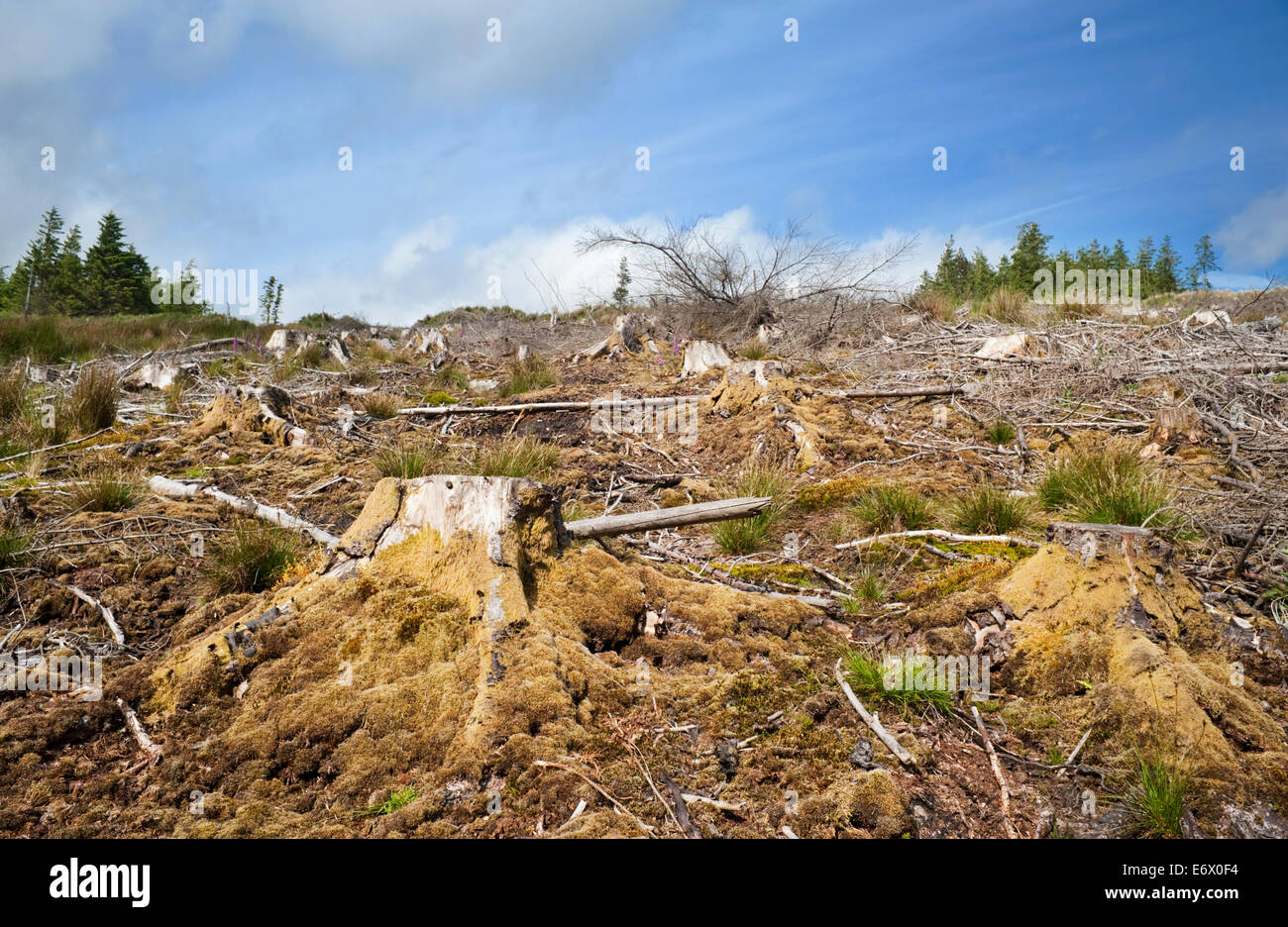 Conifer plantation hi-res stock photography and images - Alamy