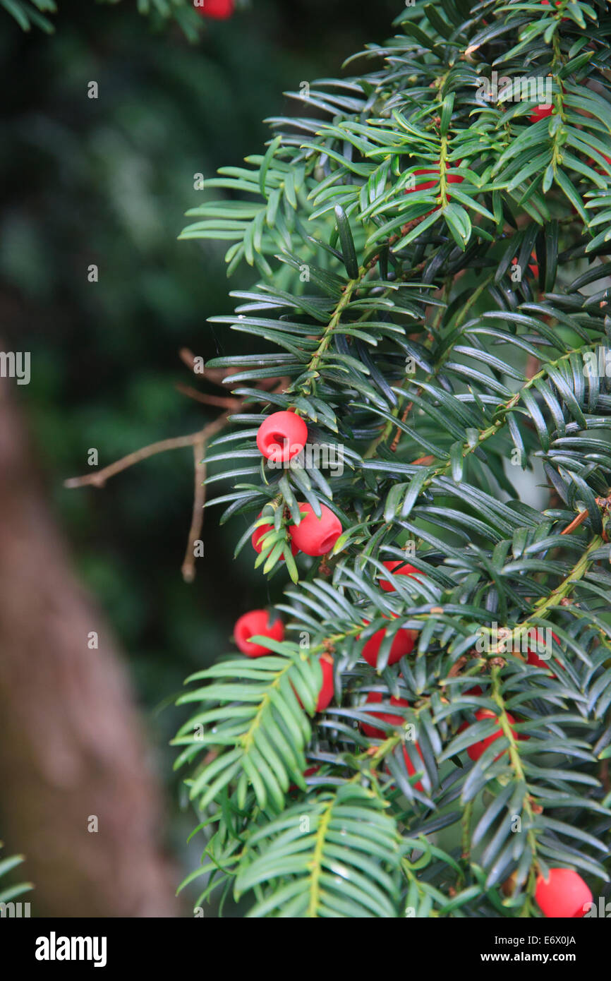 Yew tree berries Taxus baccata Stock Photo - Alamy