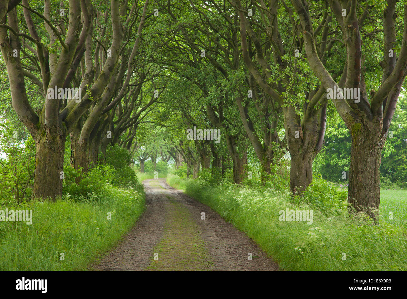Alley of haw trees, near Kefferhausen, Thuringia, Germany Stock Photo ...