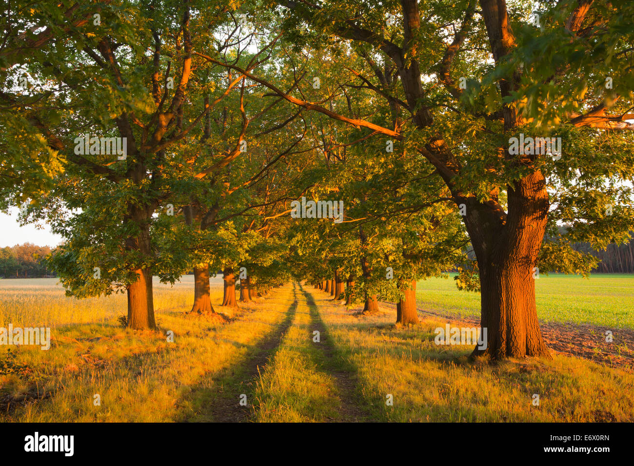 Niederlausitz hi-res stock photography and images - Alamy