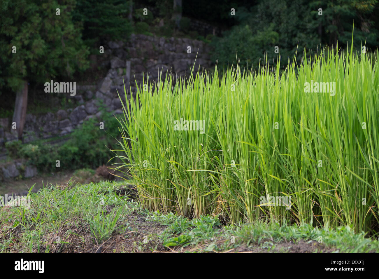Rice crops growing Stock Photo - Alamy