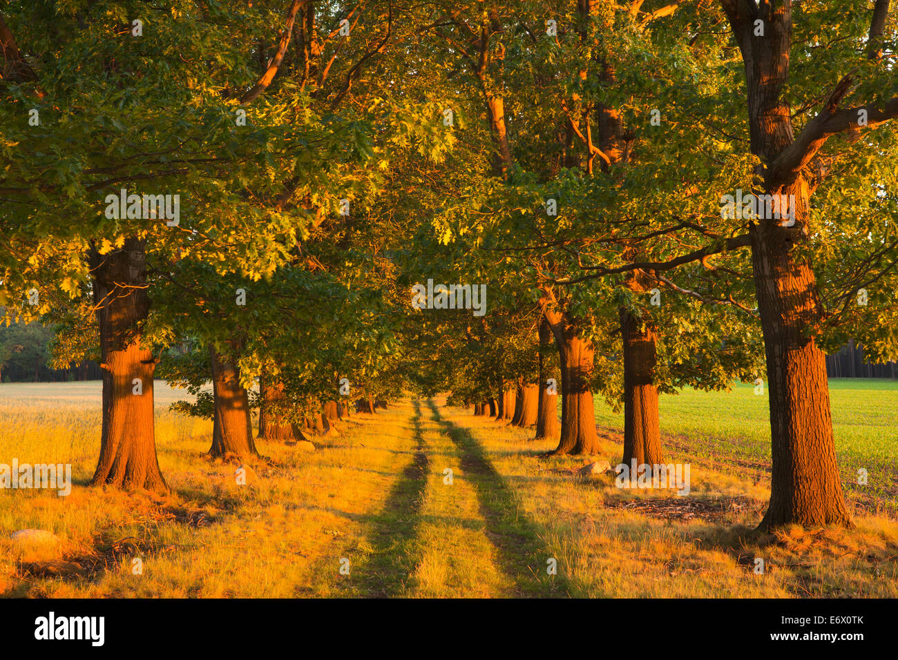 Niederlausitz hi-res stock photography and images - Alamy