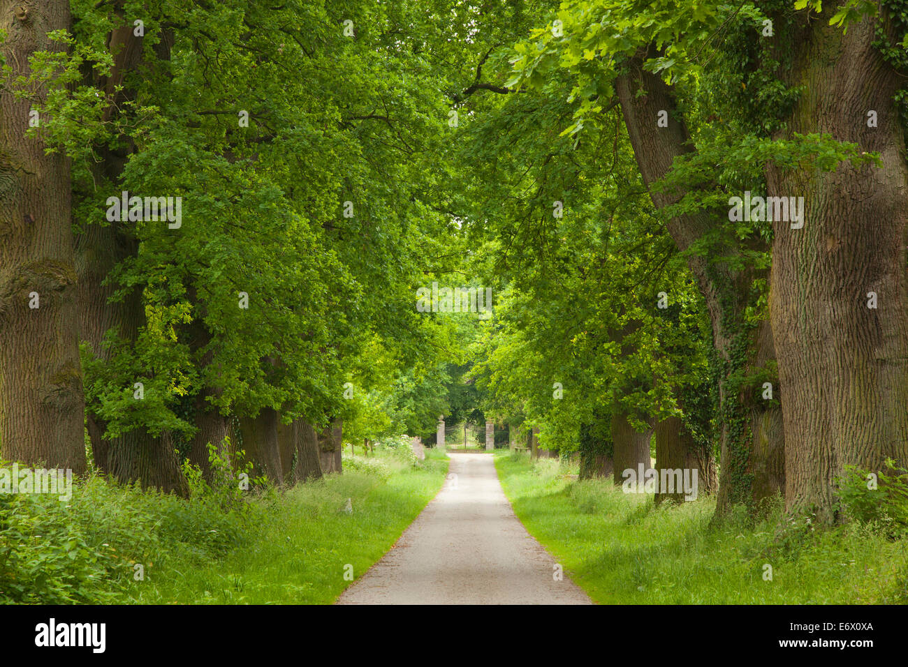Alley of oak trees, Teutoburger Wald, North Rhine-Westphalia, Germany ...