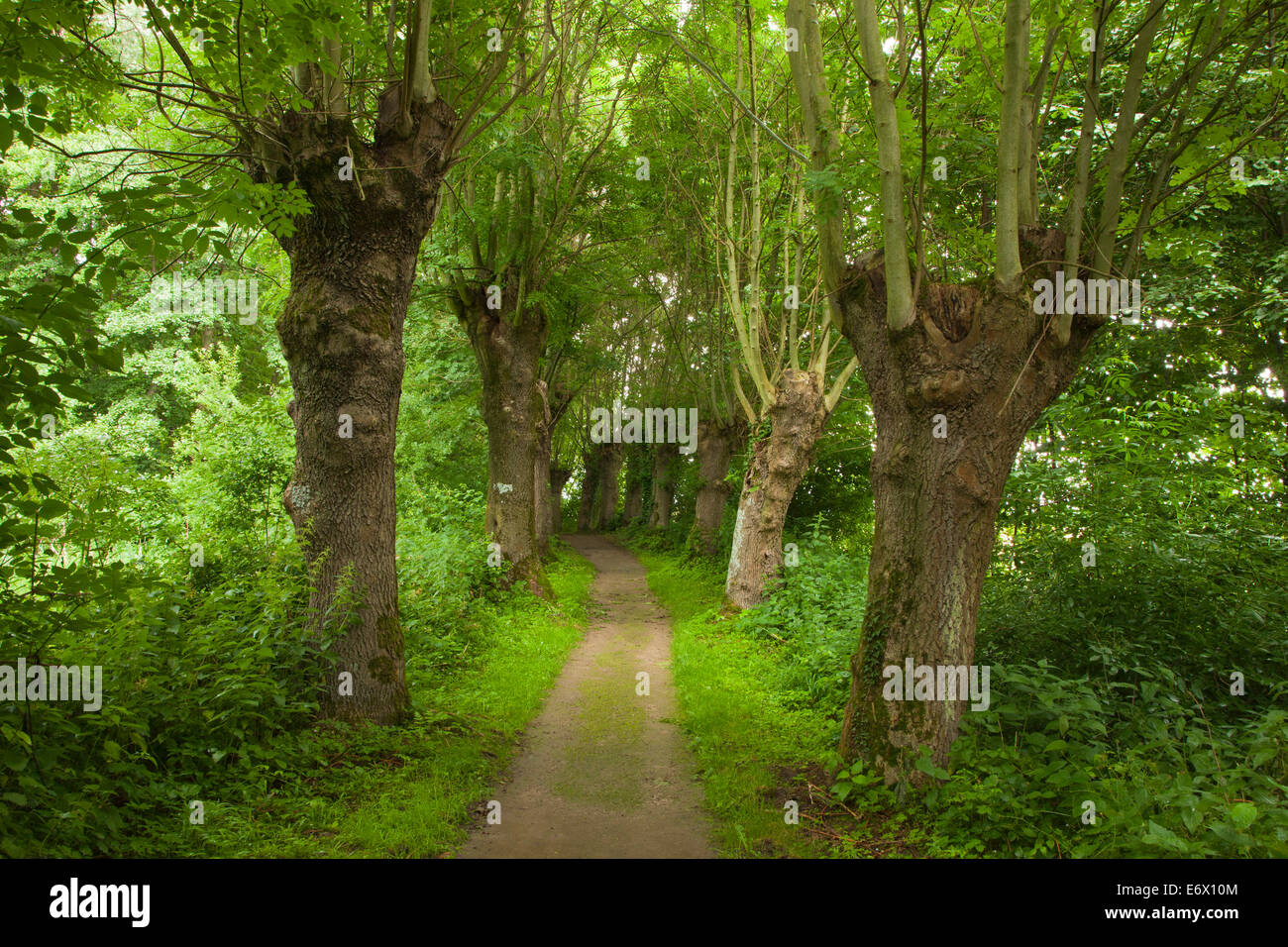 Row of ash trees hi-res stock photography and images - Alamy