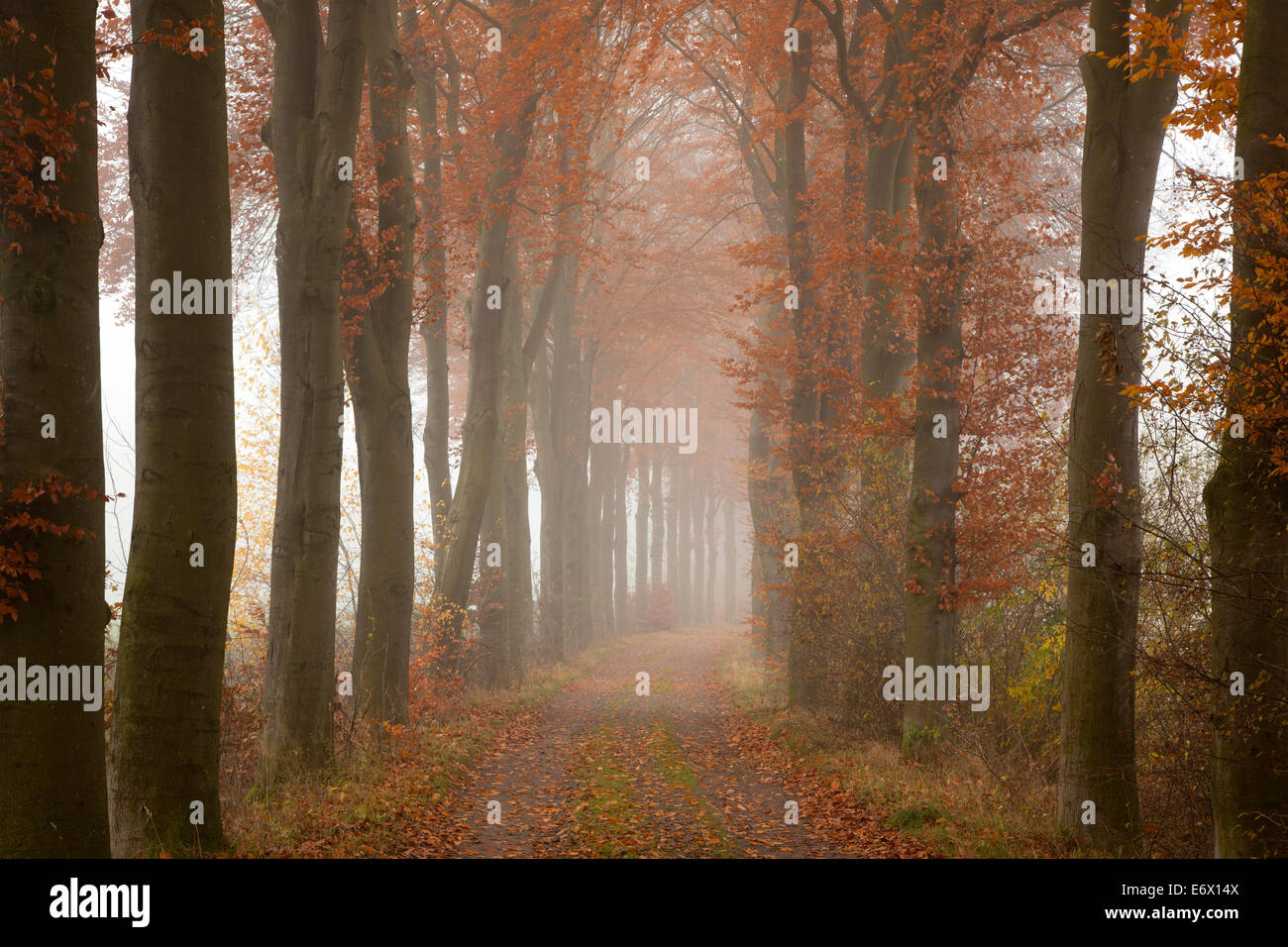 Alley of beech trees, Oldenburger Munsterland, Lower Saxony, Germany ...