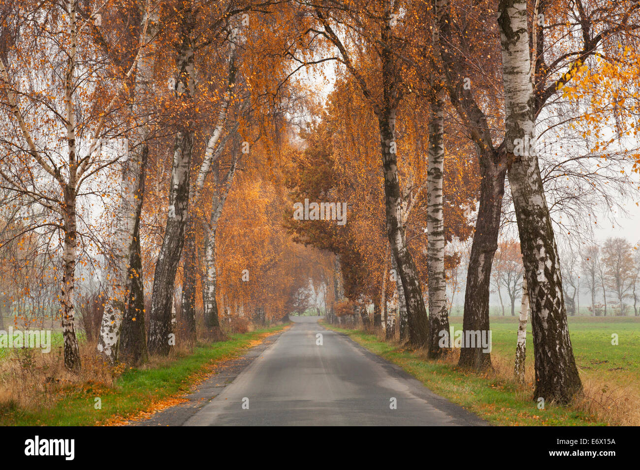 Alley of birch trees, Haemelheide, Lower Saxony, Germany Stock Photo ...