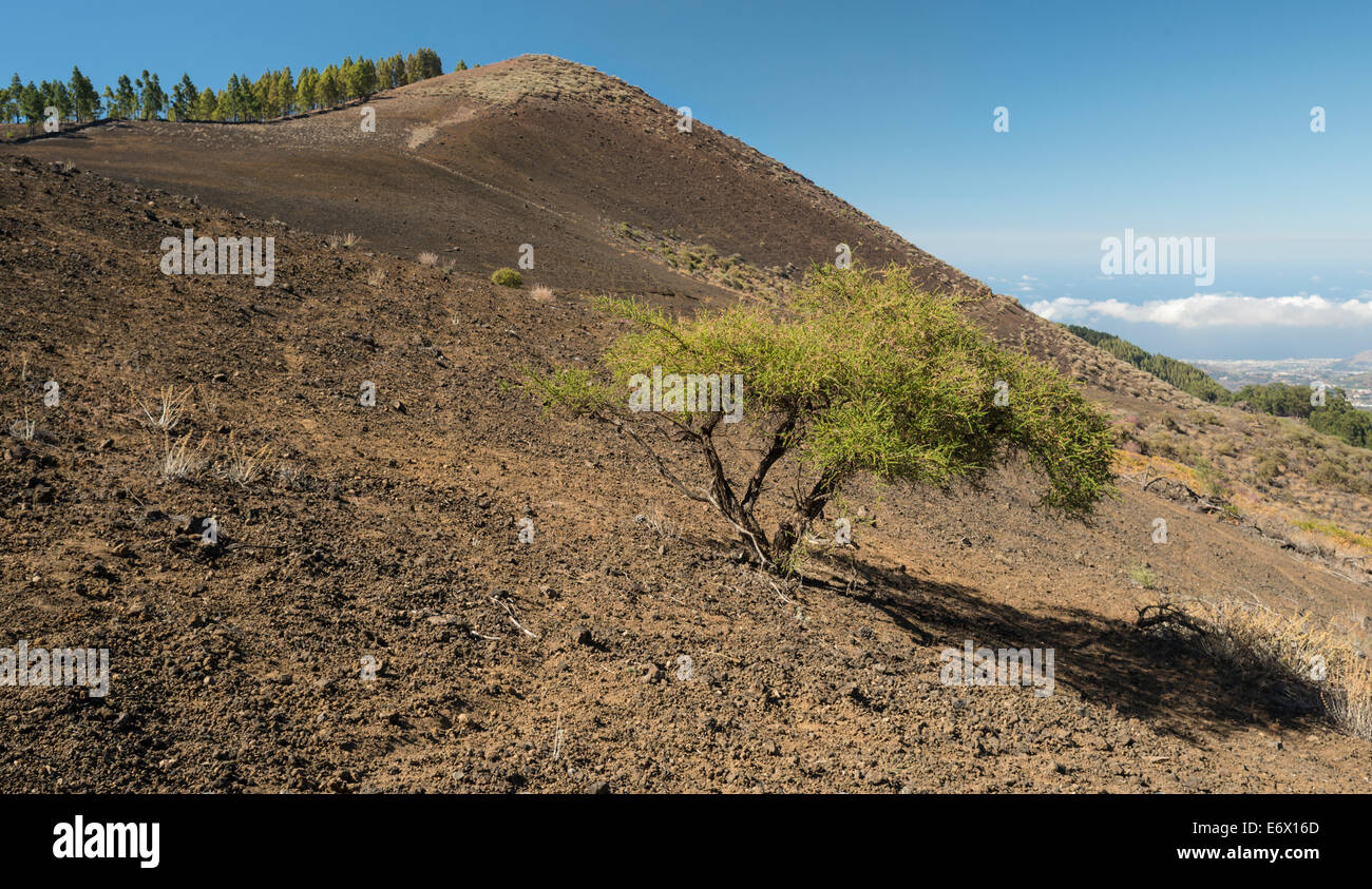 Broom bush on the slopes of Montanon Negro, believed to be the youngest ...