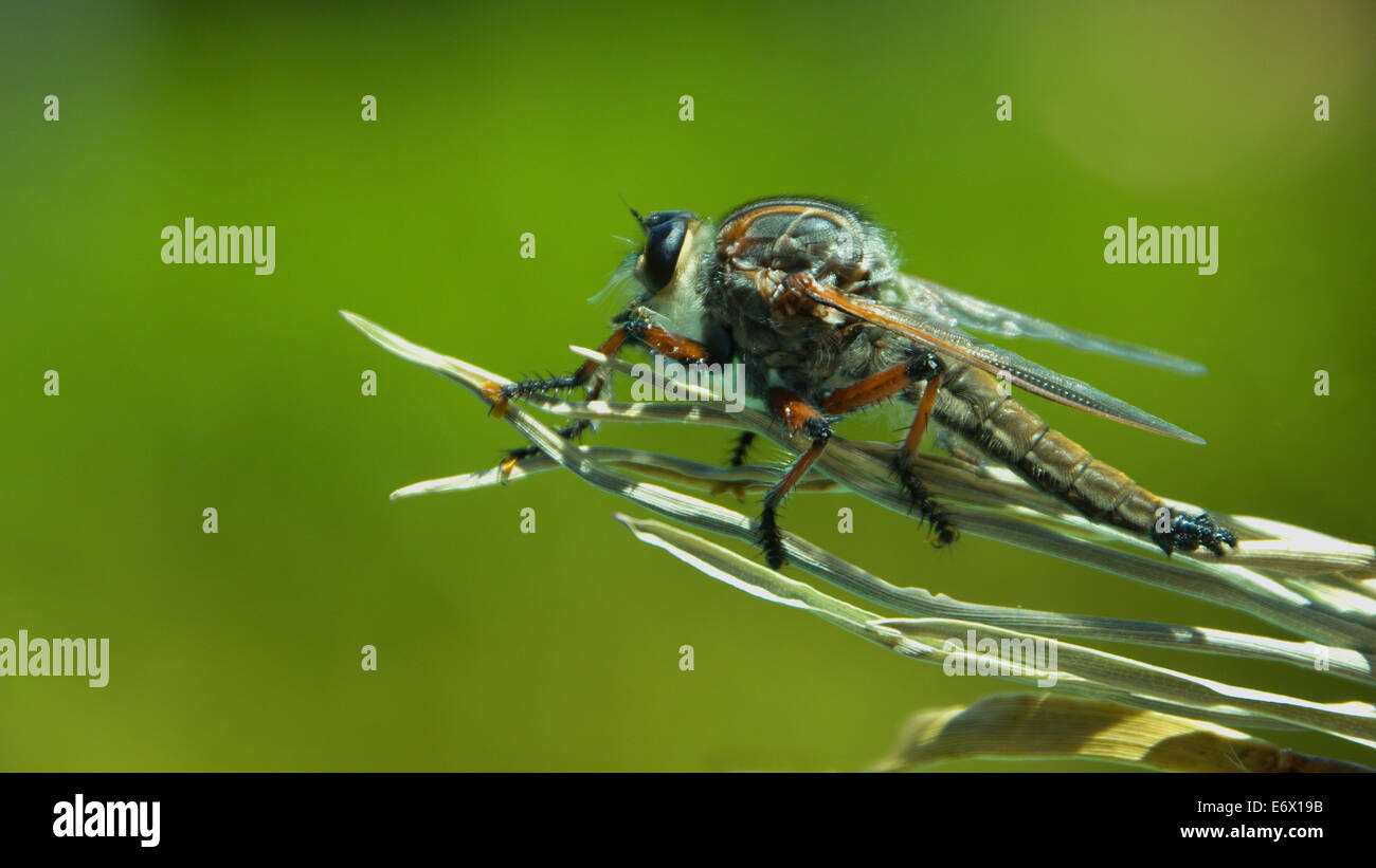Robber fly up close hi-res stock photography and images - Alamy