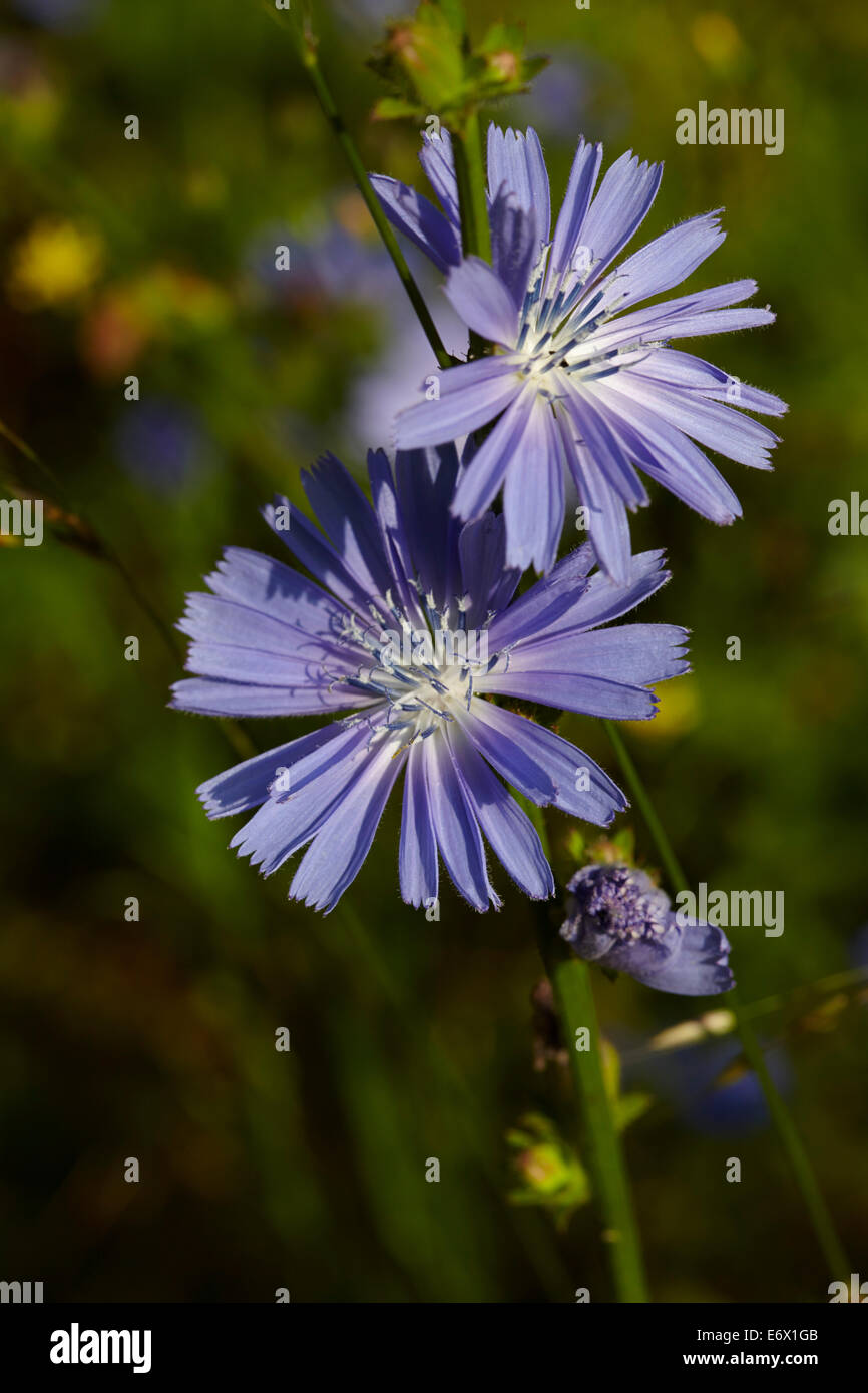 Cichorium Intybus - chicory flowers Stock Photo - Alamy
