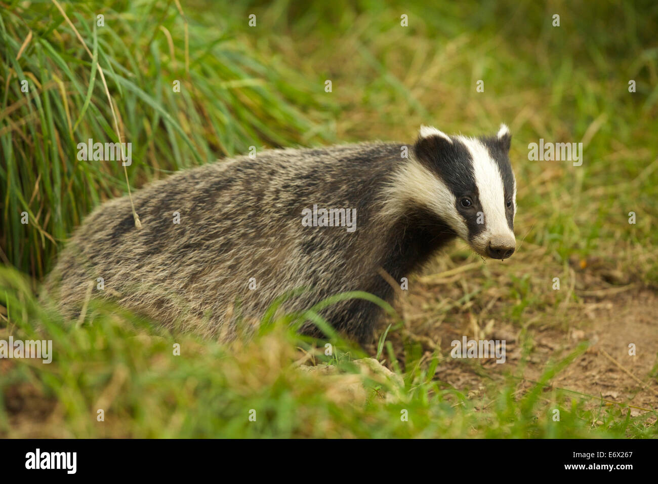 Male badger emerges from sett hi-res stock photography and images - Alamy