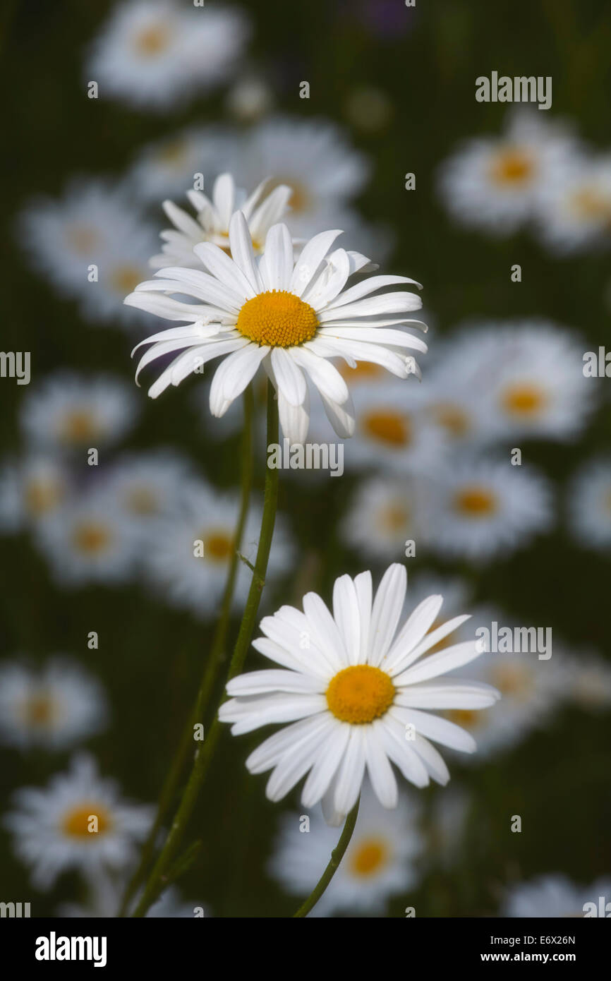 Leucanthemum vulgare - oxeye daisy Stock Photo - Alamy