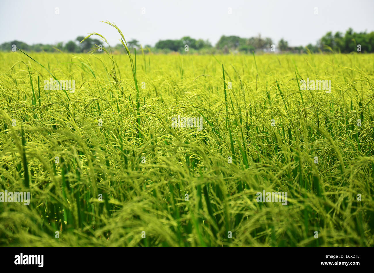 Paddy and rice field Background at Thailand Stock Photo - Alamy