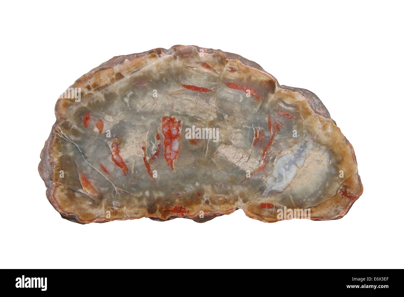 Polished Cross-section Through A Dinosaur Dropping (Coprolite) Utah ...