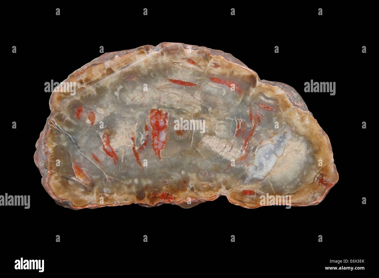 Coprolite fossil hi-res stock photography and images - Alamy