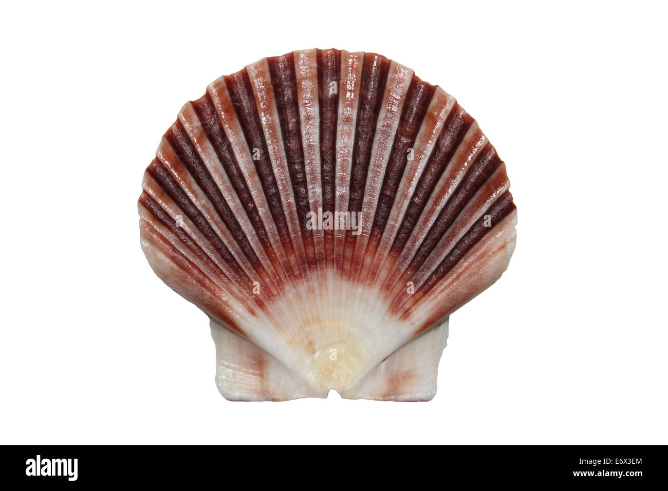 Irish Flat Scallop Shell Pecten maximus Stock Photo - Alamy