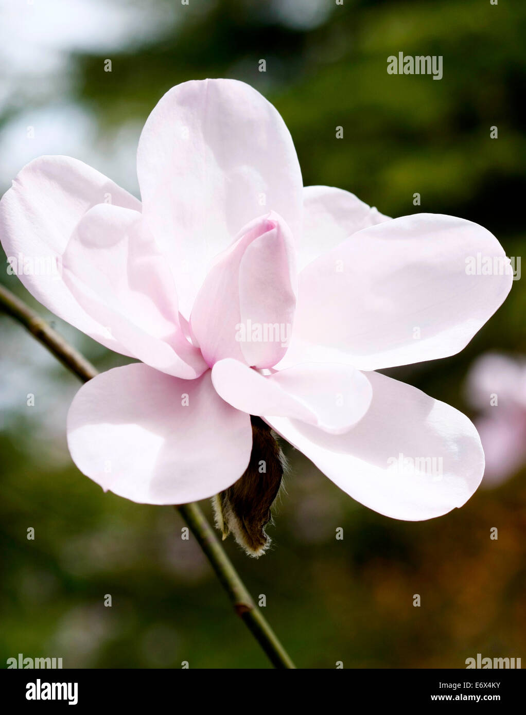 Pink Magnolia Flower Stock Photo - Alamy