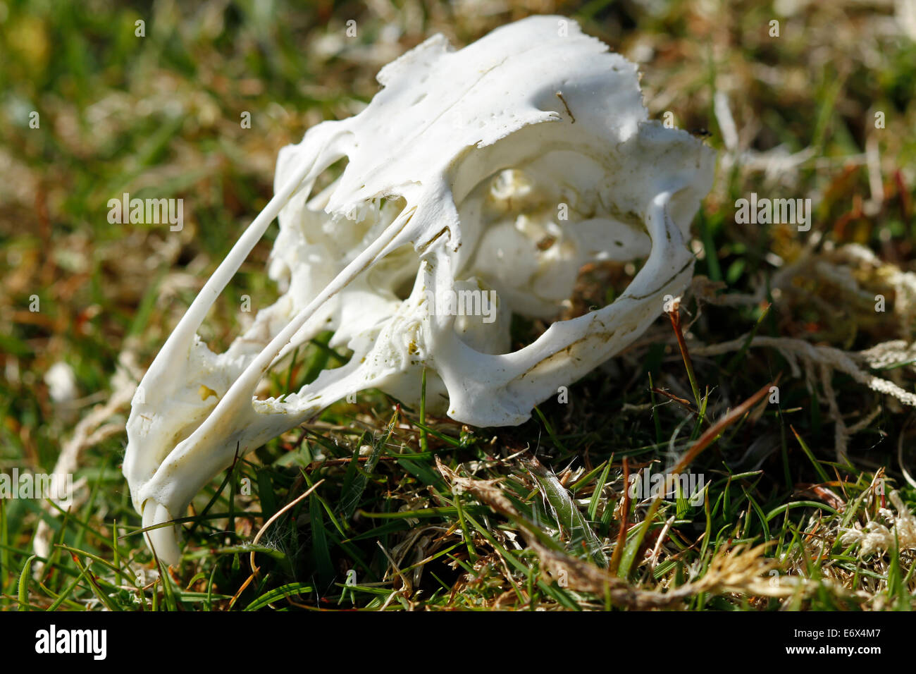 Rabbit skull hi-res stock photography and images - Alamy