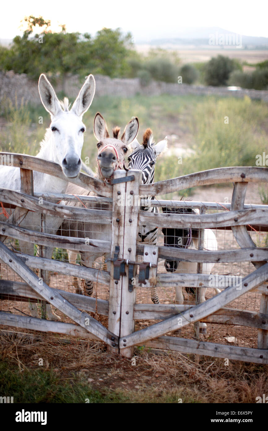 Mule and fence country scene hi-res stock photography and images - Alamy